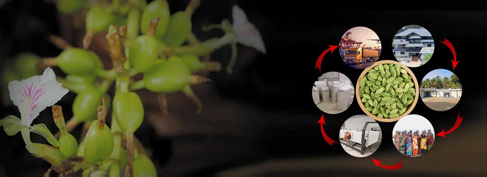 Alfa Trading Indian Spices | Cardamom & Pepper Exporter & Bulk Wholesaler